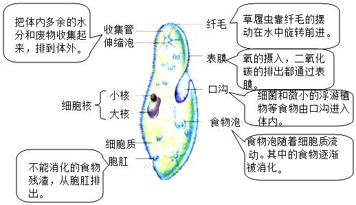 草履虫是单细胞生物,它的表膜具有的作用是( )a 呼吸b 消化c 运动d 排出食物残渣百度教育