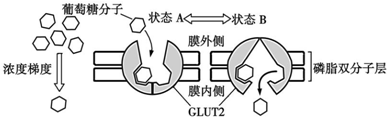 GLUT2是肝细胞的葡萄糖转运蛋白，其作用过程如图所示．下列相关叙述错误的是（ ） A. GLUT2顺浓度梯度转运葡萄糖 B. GLU_百度教育