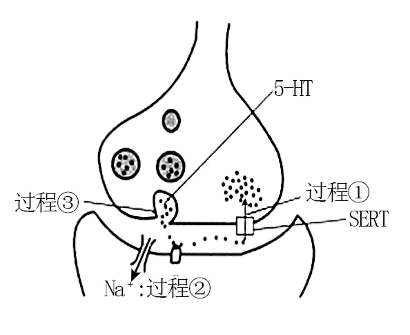 5-羟色胺(5-HT)是一种能使人产生愉悦情绪的神经递质,情绪低落的发生与突触间隙中5-HT的浓度下降有关,5-HT释放及发挥作用的途径如图所 ...