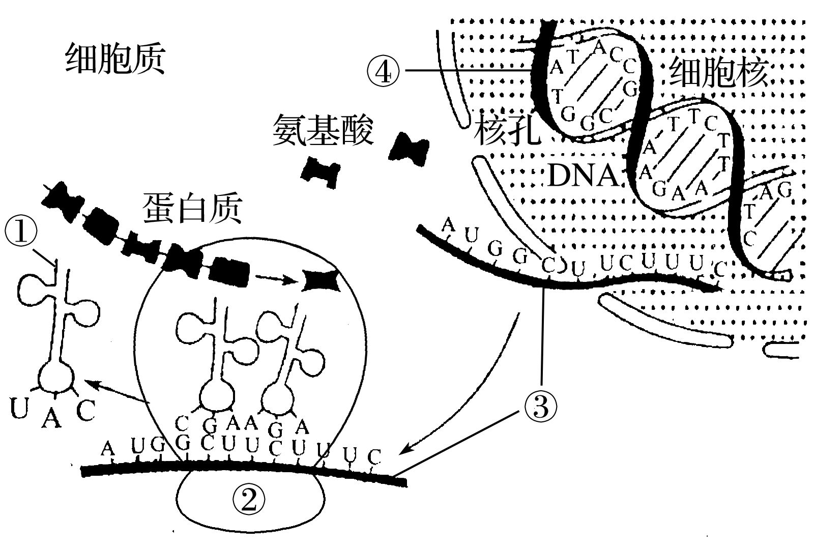mRNA和氨基酸的对应关系(1)mRNA只含有4种碱基,组成生物体的蛋白质的氨基酸有20种,mRNA上的4种碱基怎样决定蛋白质中的20种氨基酸 ...