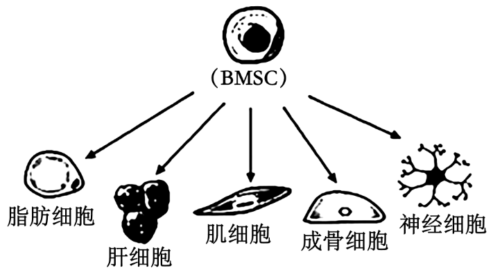 干细胞是医学界的“万能细胞”。研究人员将骨髓间充质干细胞(BMSC)应用于严重损伤肝脏的再生,获得较好的效果。下图表示BMSC在体外经诱导可以 ...