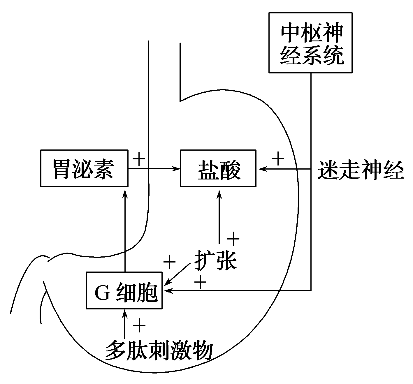 2024·广东茂名三模 胃泌素又叫促胃液素主要由胃肠内的g细胞分泌其分泌过程如图图中 ”表示促进所示。下列相关叙述错误的是
