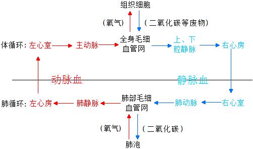 血栓是由于血液不正常凝结而形成的,如图示意静脉血栓及其移动路径。据图作答。 (1)静脉瓣的功能是 (2)血栓脱落形成的 栓子”从下肢随血百度教育