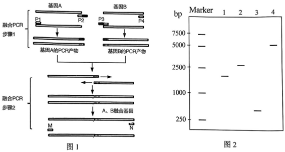 融合PCR技术（fusionPCR）采用具有互补末端的引物，形成具有重叠链的PCR产物，通过PCR产物重叠链的延伸，从而将不同来源的任意DNA ...