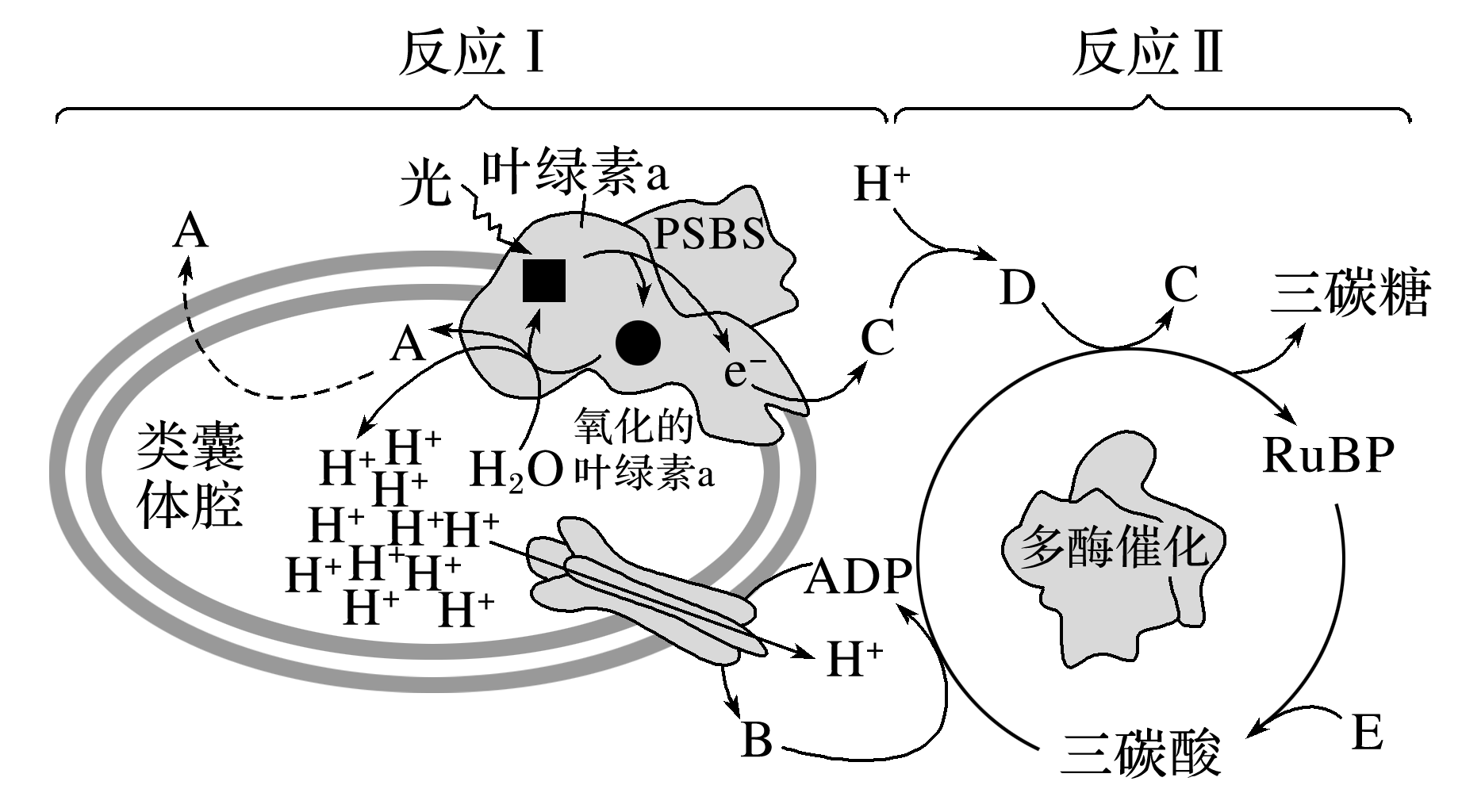 植物能吸收一定强度的光驱动光合作用光合作用的基本过程如图所示。过度光照可能会导致dna损伤甚至细胞死亡但是植物能借助一种光保护机制防止这种