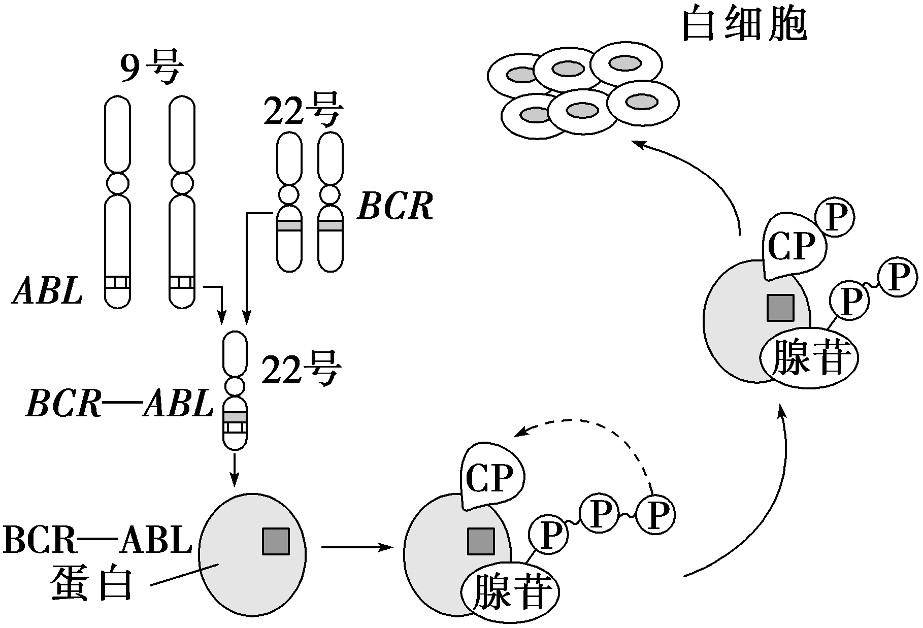造血干细胞内BCR基因和ABL基因发生融合形成融合基因后,表达的BCR—ABL蛋白具有高度酪氨酸激酶活性,能使某种蛋白质(简称CP)磷酸化而被激活,最终造成白细胞过度增殖_百度教育