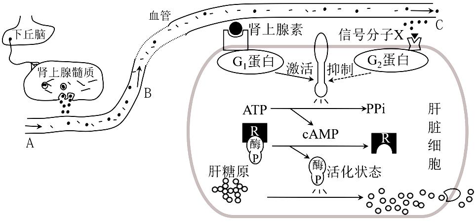 由g蛋白耦联受体介导的环化一磷酸腺苷 蛋白激酶a(camp Pka)信号通路能够调节细胞内的生物活性反应和平衡。在饥饿情况下,肾上腺髓质可分泌