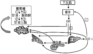 【题文】人体生长发育受多种激素的共同调节。生长激素（GH）、类胰岛素生长因子（IGF-1）是其中重要的调节物质。下面是GH和IGF-1参与调节 ...