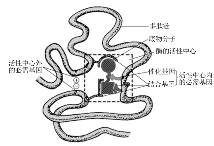 酶分子中存在有许多功能基团例如 Nh2、 Cooh、 Sh、 Oh等但并不是这些基团都与酶活性有关。一般将与酶活性有关的基团称为酶的必需基团