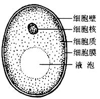 在观察酵母菌实验中，用显微镜观察到的染色后的酵母菌细胞核的颜色是（ ）A. 青色B. 棕褐色C. 黑色D. 黄色_百度教育