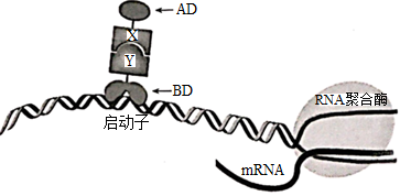 酵母转录因子GAL4由DNA结合域(BD)和转录激活域(AD)构成,只有当两者靠在空间上较为接近时,才能呈现出转录因子活性,使报告基因得到转录 ...