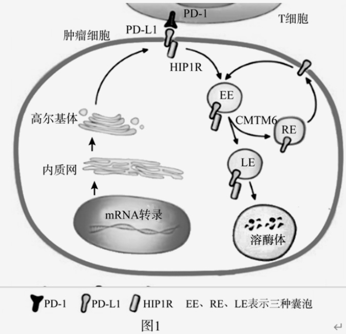 肿瘤细胞表面的 PD-L1 蛋白与 T 细胞表面的 PD-1 结合，抑制 T 细胞的活化和增殖，使得肿瘤细胞开启免疫逃逸。肿瘤细胞 PD-L1 ...