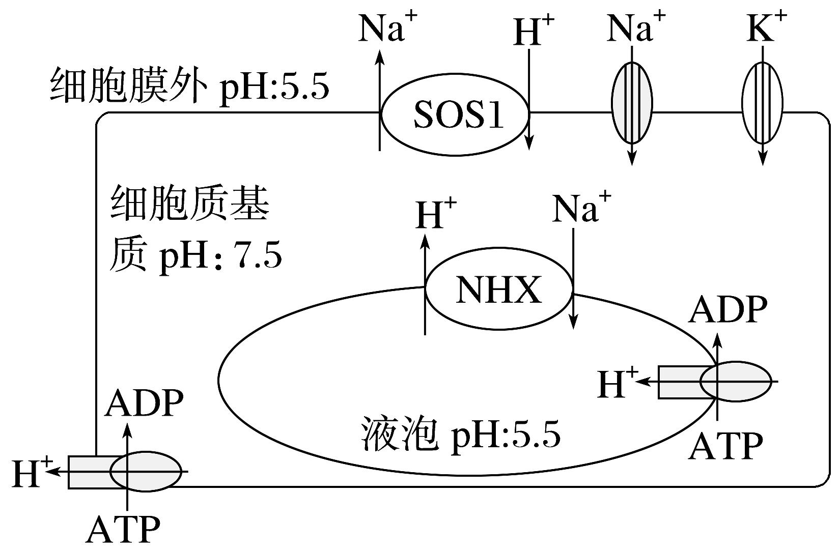 研究表明,在盐胁迫下大量的na+顺浓度梯度进入植物根部细胞,会抑制k+进入细胞,导致细胞中na+k+的比例异常,使细胞内的酶失活,影响蛋白质