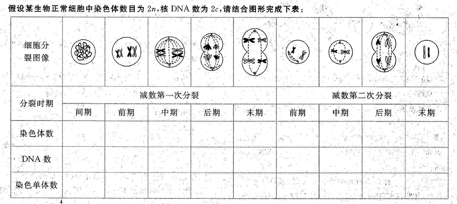 假设某生物正常细胞中染色体数目为2n，核DNA数为2c，请结合图形完成下表：细胞分裂图像分裂时期减数第一次分裂减数第二次分裂间期前期：中期后期 ...