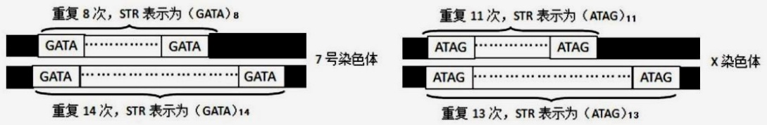 短串联重复序列（(short tandem repeat)，简称(STR)）是(DNA)分子上以2 ～6个核苷酸为单元重复排列而成的片段，单元 ...