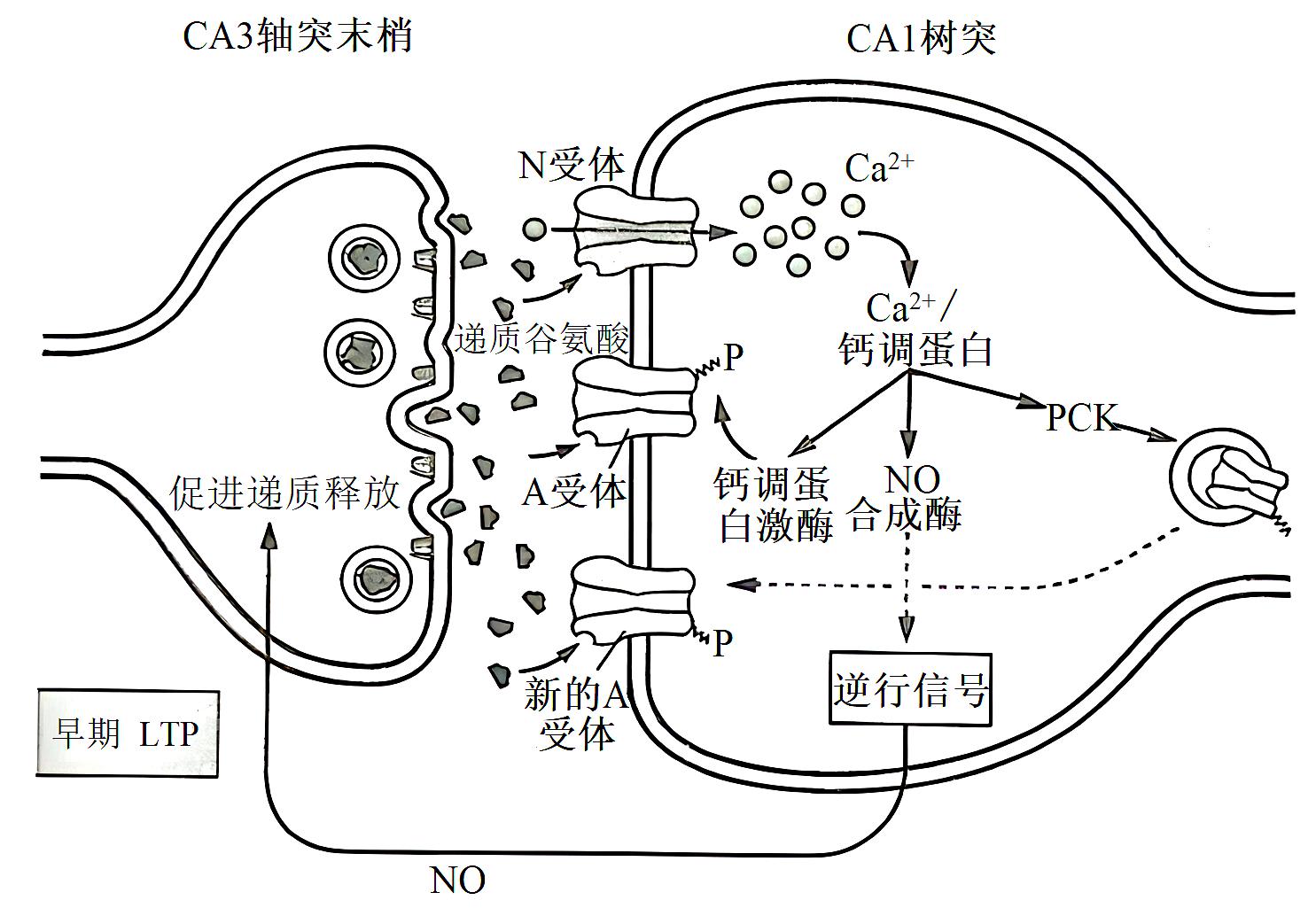 长时程增强作用（LTP）是发生在两个神经元信号传输中的一种持久的增强现象，能够同步刺激两个神经元，被普遍视为构成学习与记忆基础的主要分子机制 ...